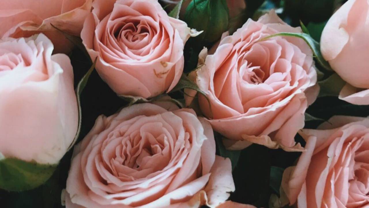 8 Benefits of Rosewater