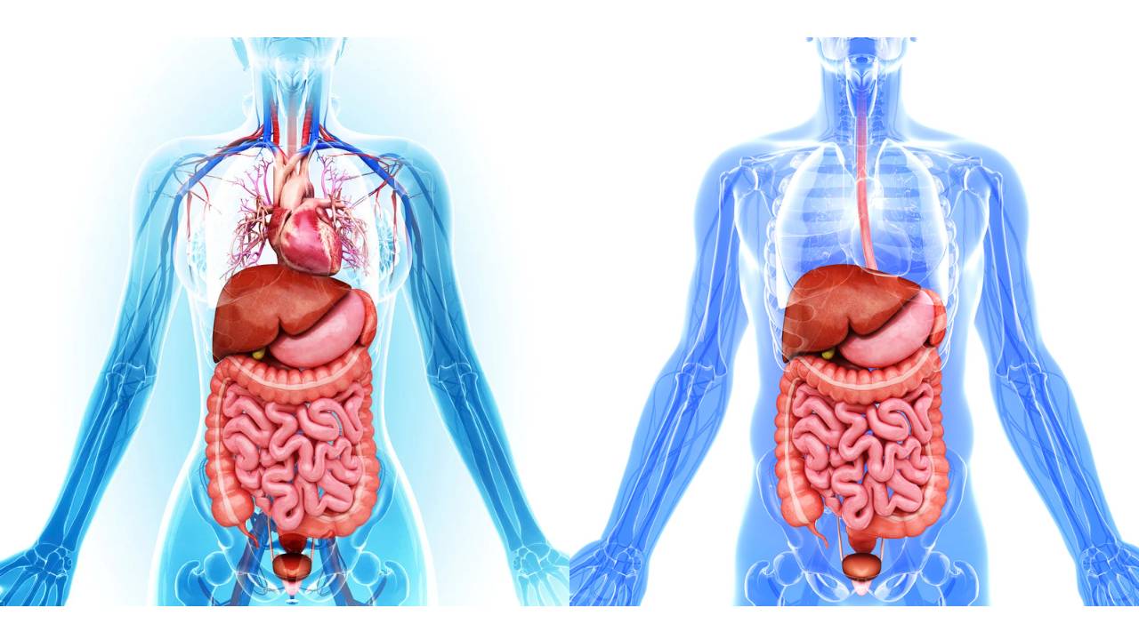 Los órganos y el movimiento: aprendiendo a movernos desde adentro