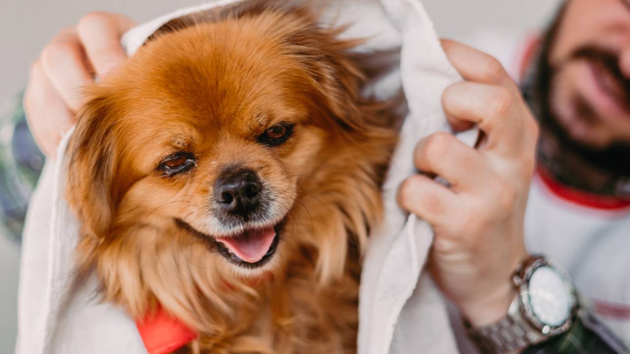 Grooming Basics for Dogs