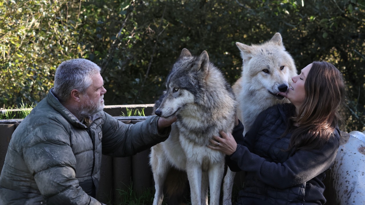 What Wolves Taught Us About Raising Emotionally Whole Dogs