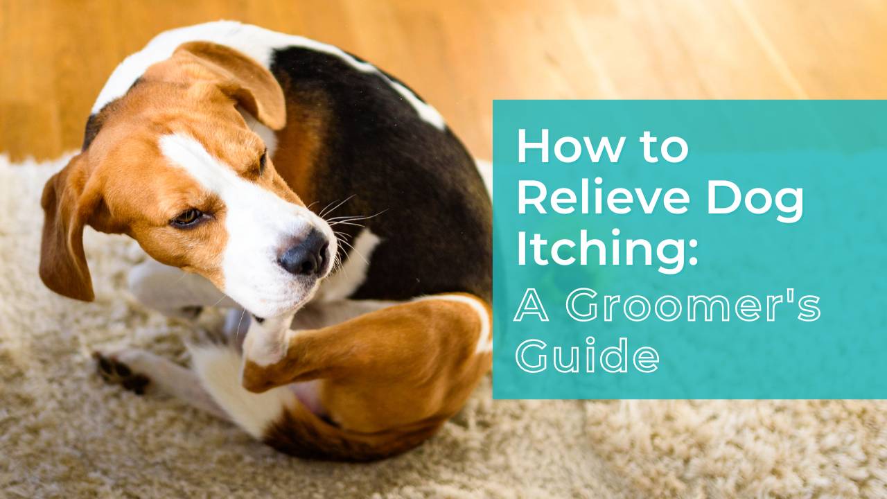 Find Out How to Relieve Dog Itching After Grooming | PDGA
