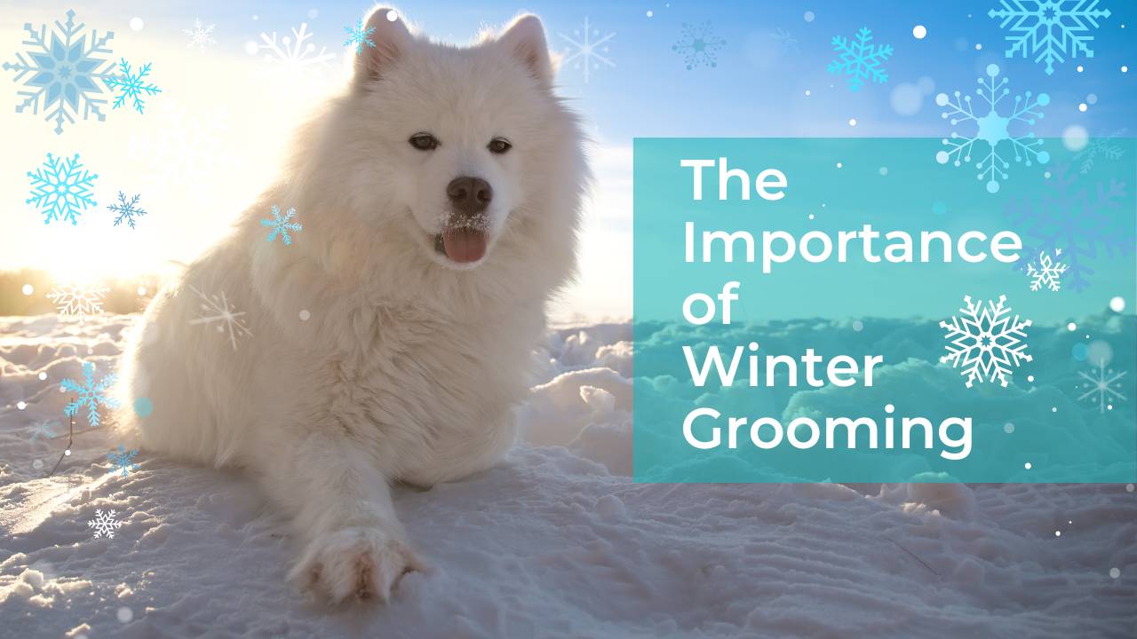 The Importance of Winter Grooming