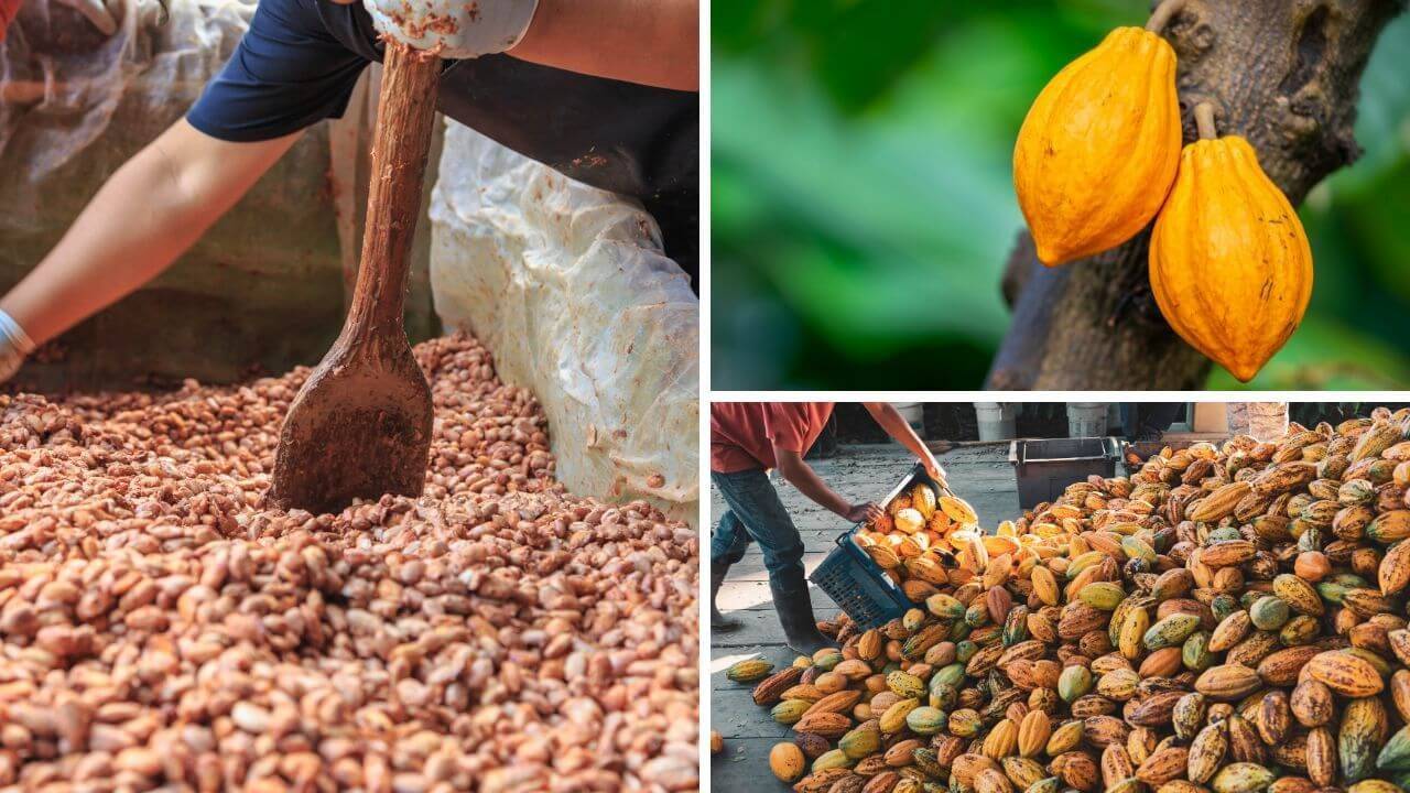 The Secret Of Cacao | First Steps Towards Chocolate: Harvest & Process