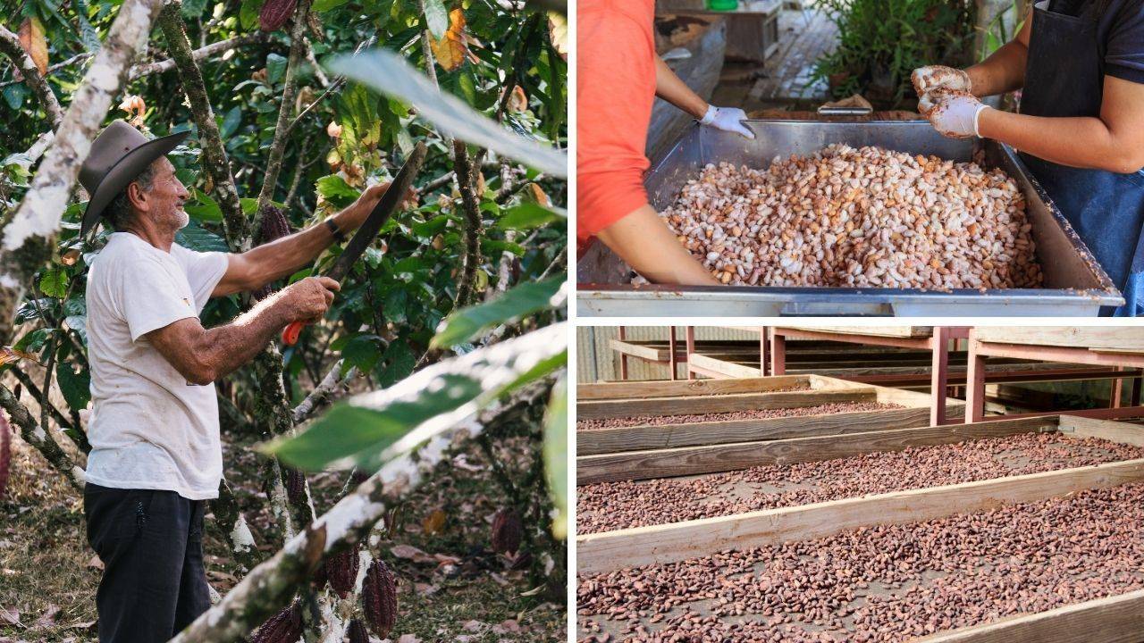 Impact Of Cacao Harvest, Fermentation & Drying On Chocolate Taste