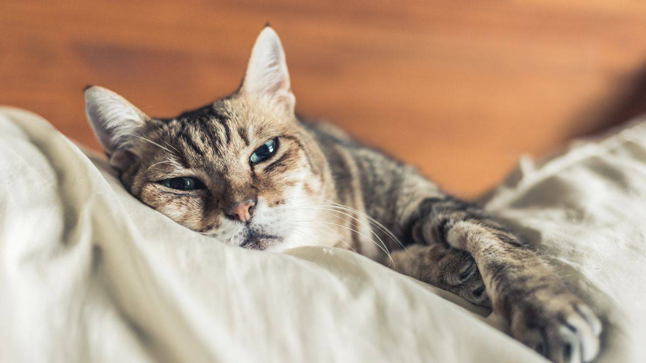 Medicine Cat - A Story of Love and Healing