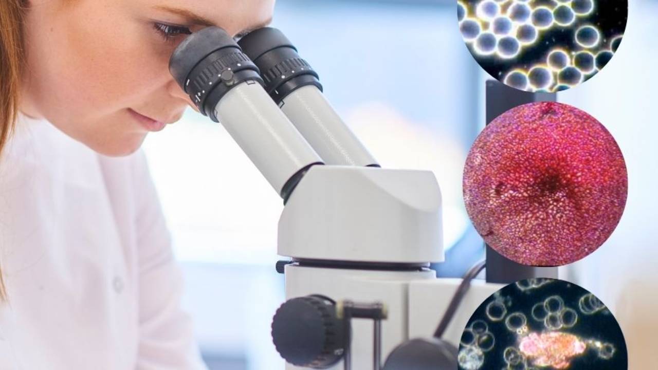 Microscopy Training Registration Form