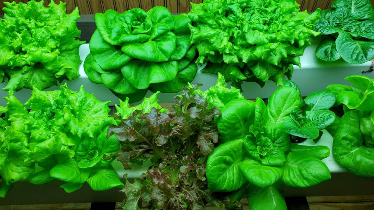 Blog | Simple Greens