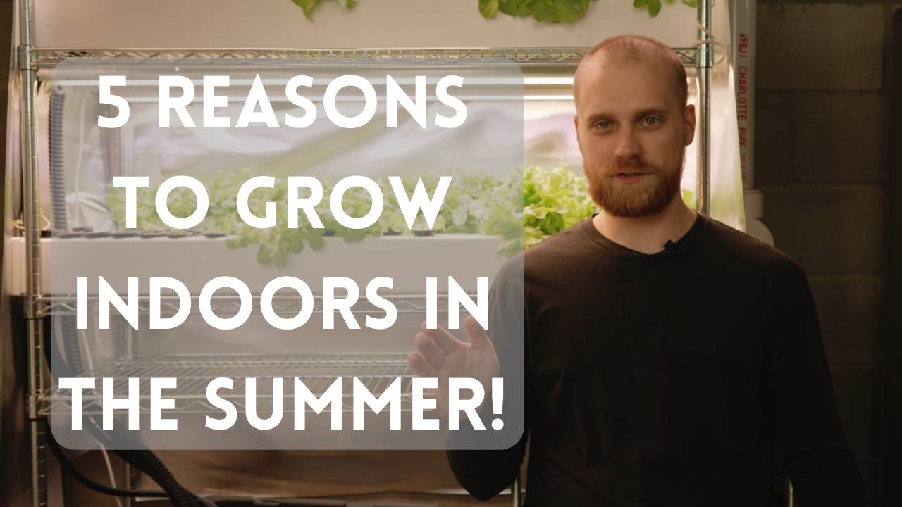 5 Reasons to Grow Indoors in the Summer