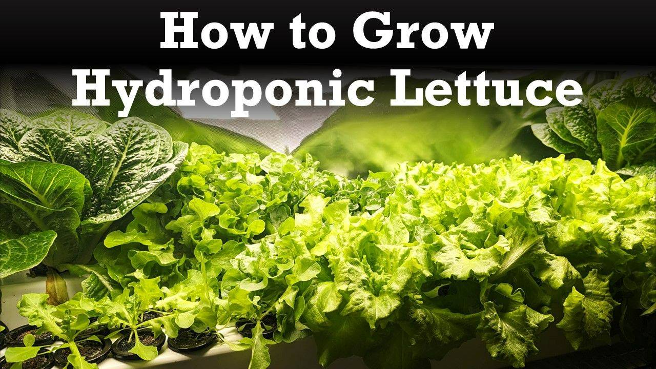 Beginner's Guide to Growing Indoor Hydroponic Lettuce