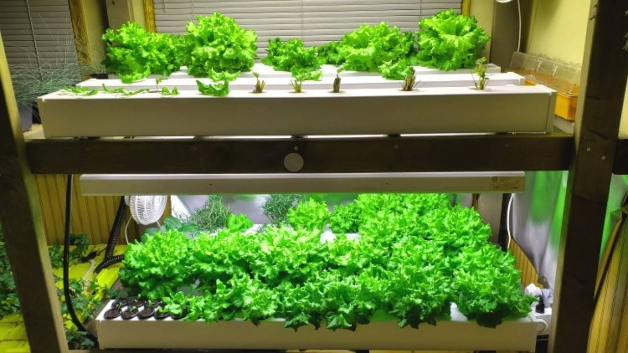 COURSE - Build Your Own Home Hydroponic Farm