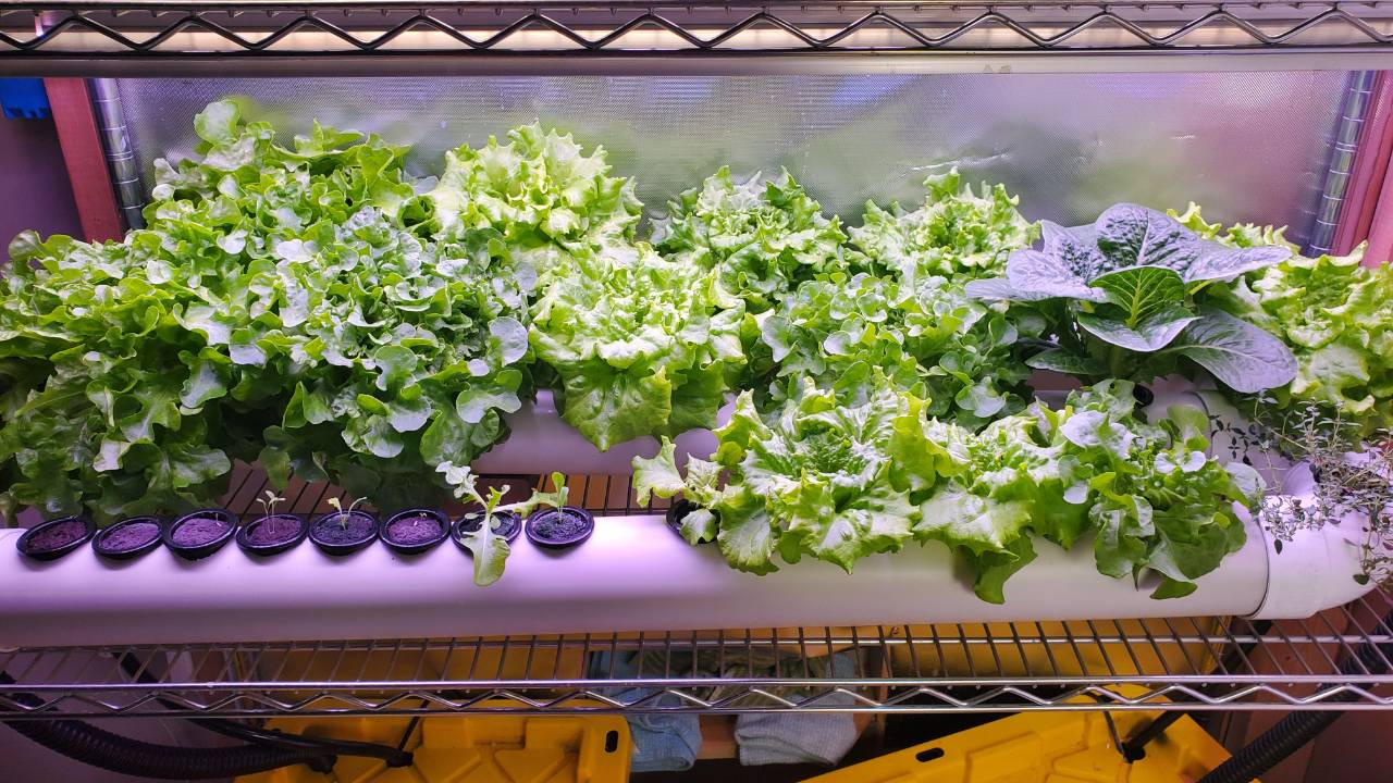 NFT Hydroponic System Using Round Pipe