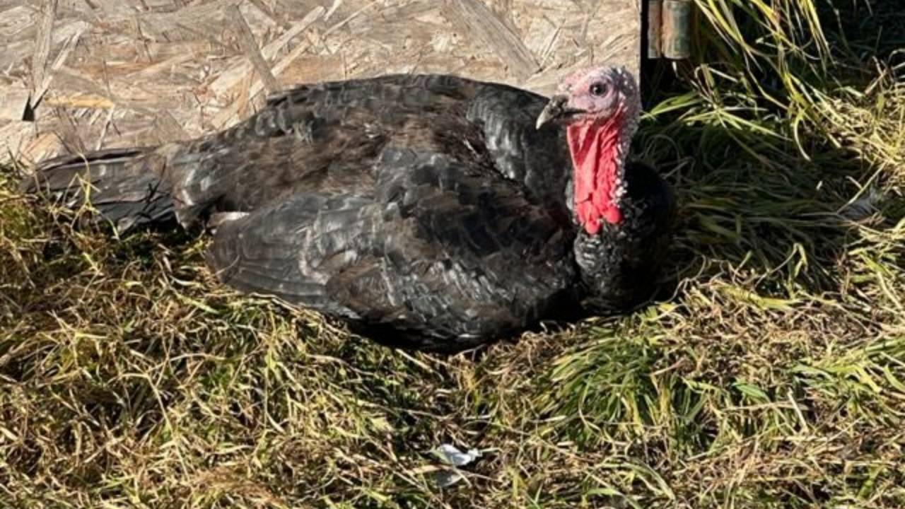 Raising Heritage Turkeys & Guinea Fowl for Beginners Online Course