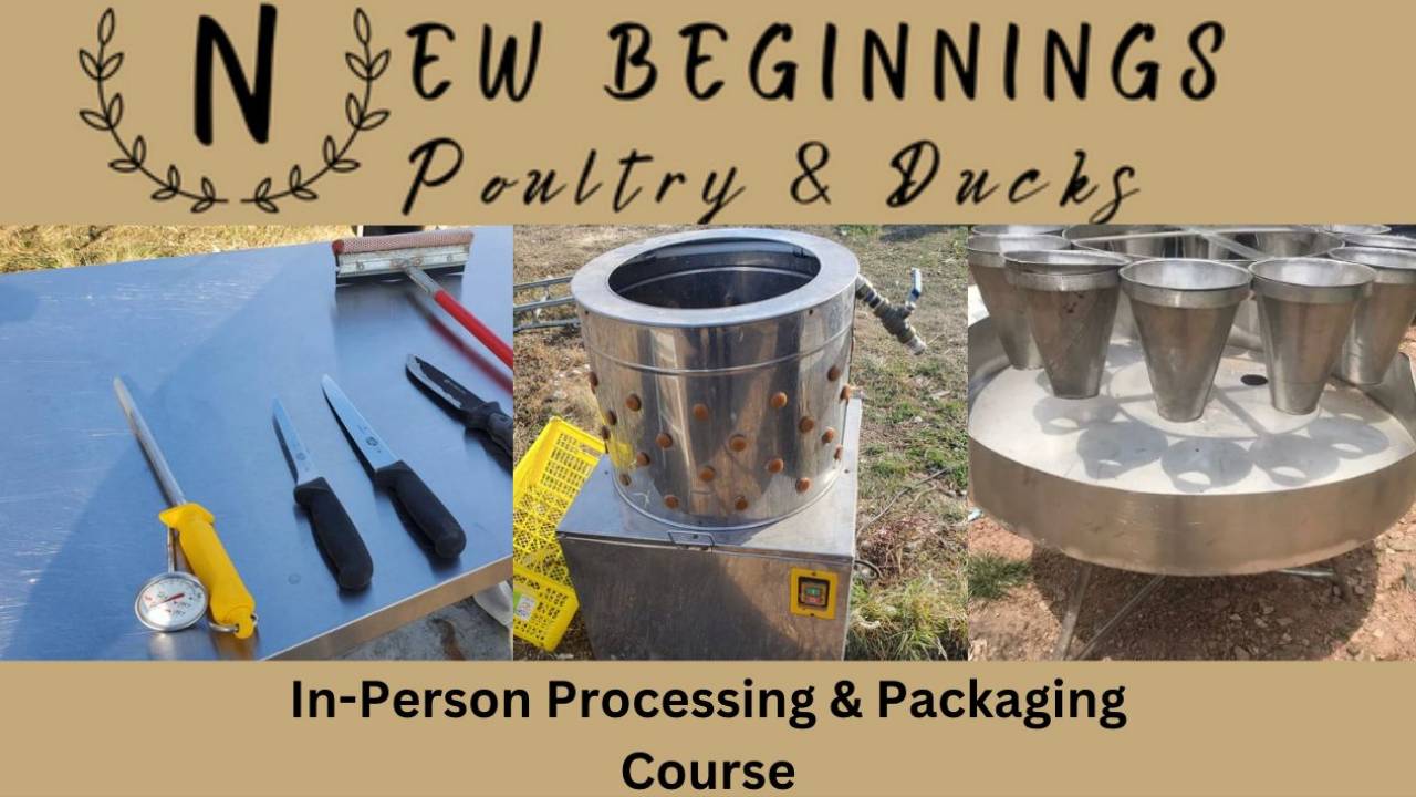 Processing & Packaging Chickens Course (In-Person)