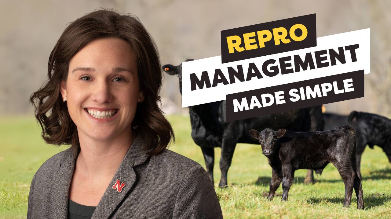 Dr. Kacie McCarthy: Pre-Breeding Bull Management | Ep. 130