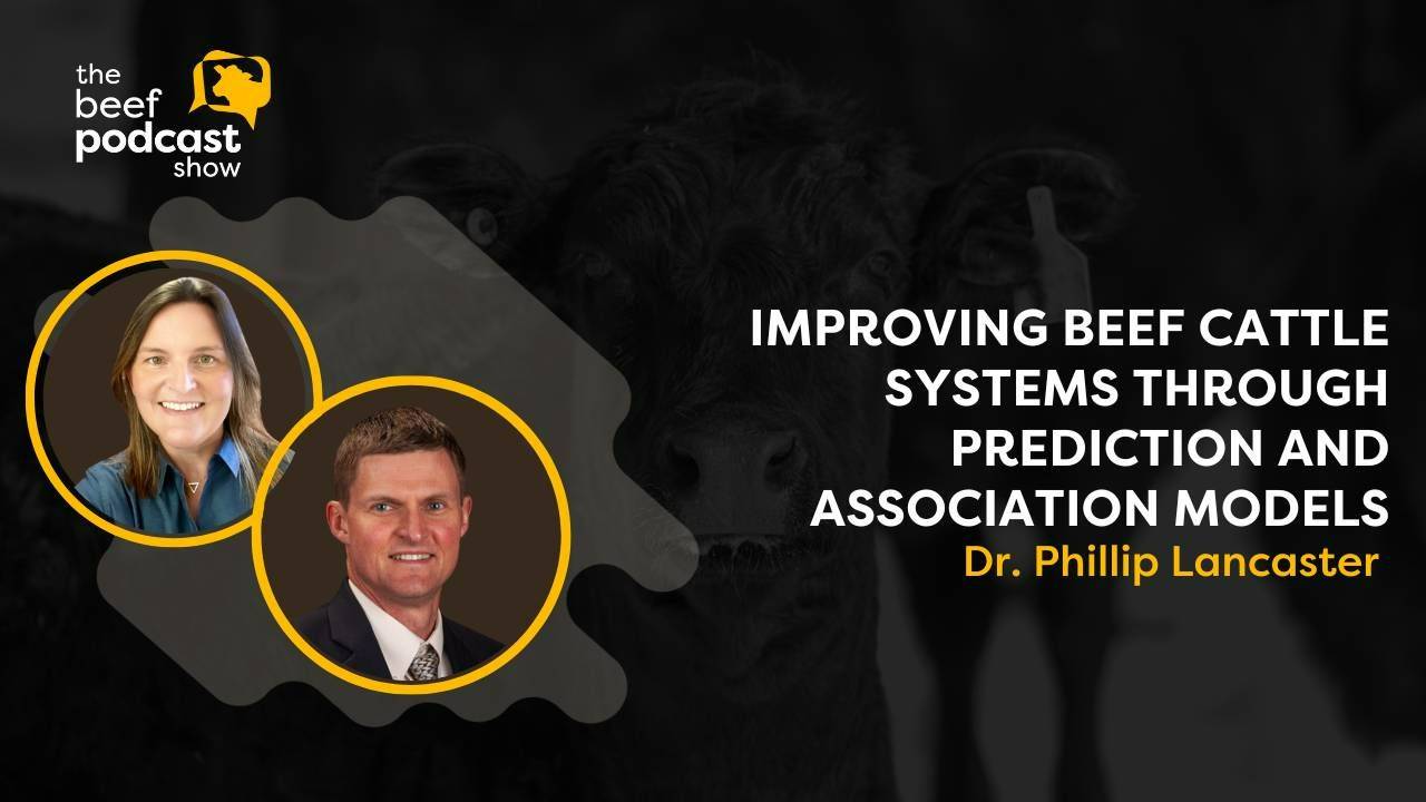 #6 - Improving beef cattle systems through prediction and association