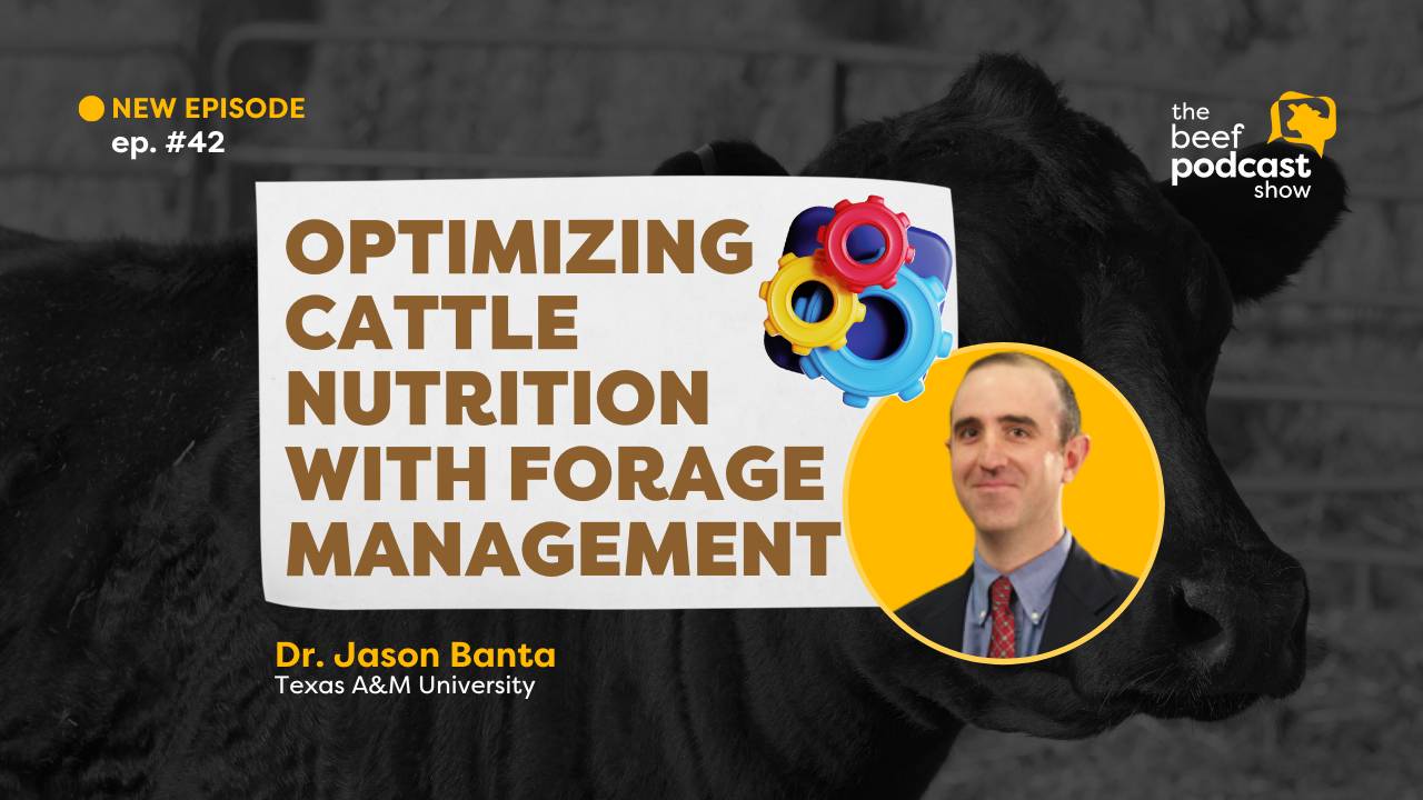 #42 - Optimizing Cattle Nutrition with Forage Management