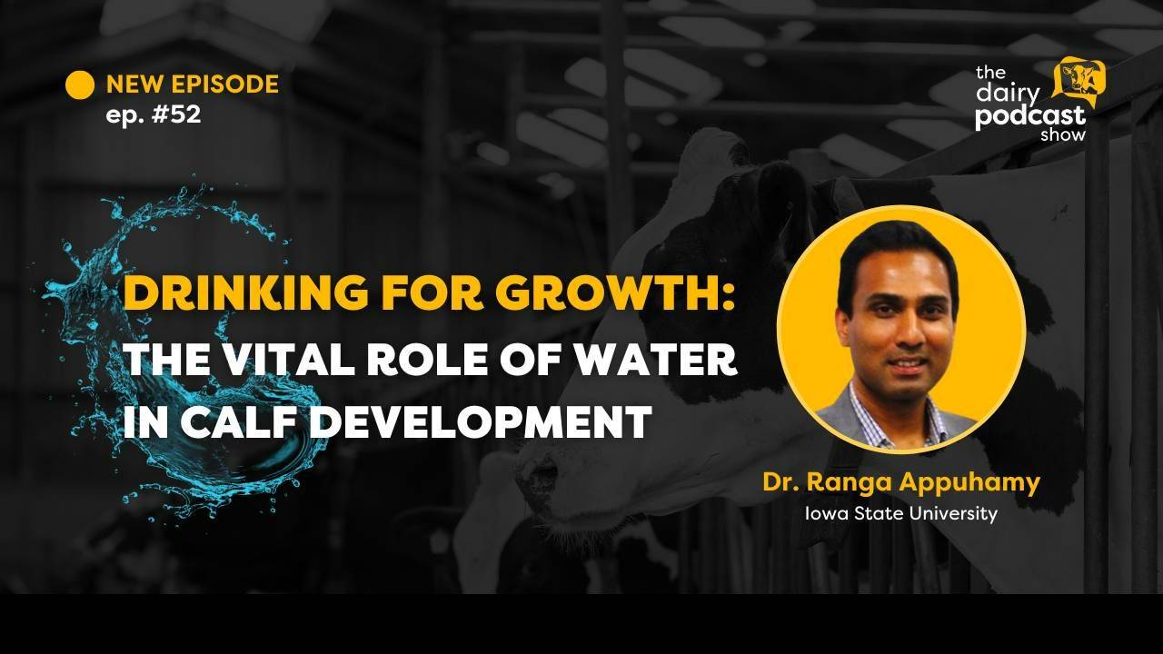 #52 - Drinking for Growth: The Vital Role of Water in Calf Development