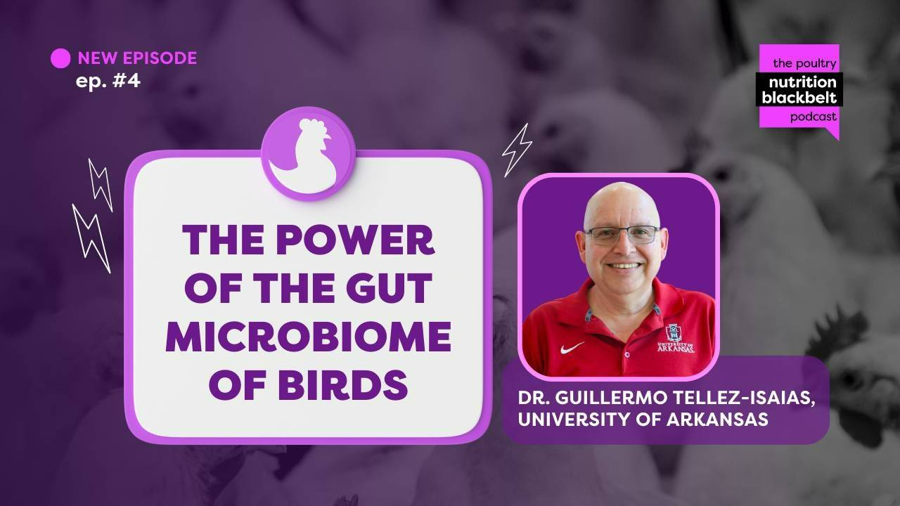 #4 - The power of the gut microbiome of birds