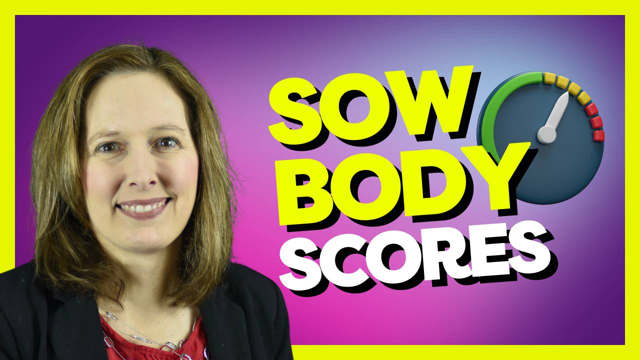 Dr. Laura Greiner: Managing Sow Body Condition | Ep. 56