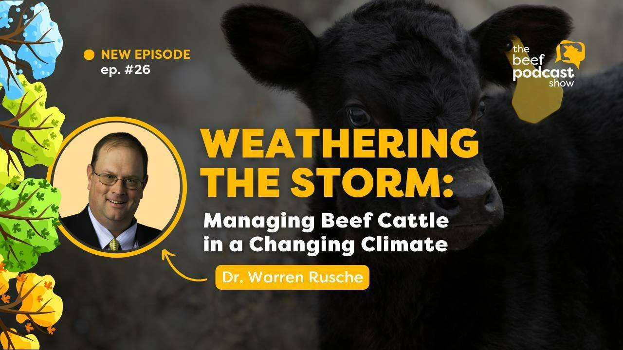 #26 - Weathering the storm: Managing Beef Cattle in a Changing Climate