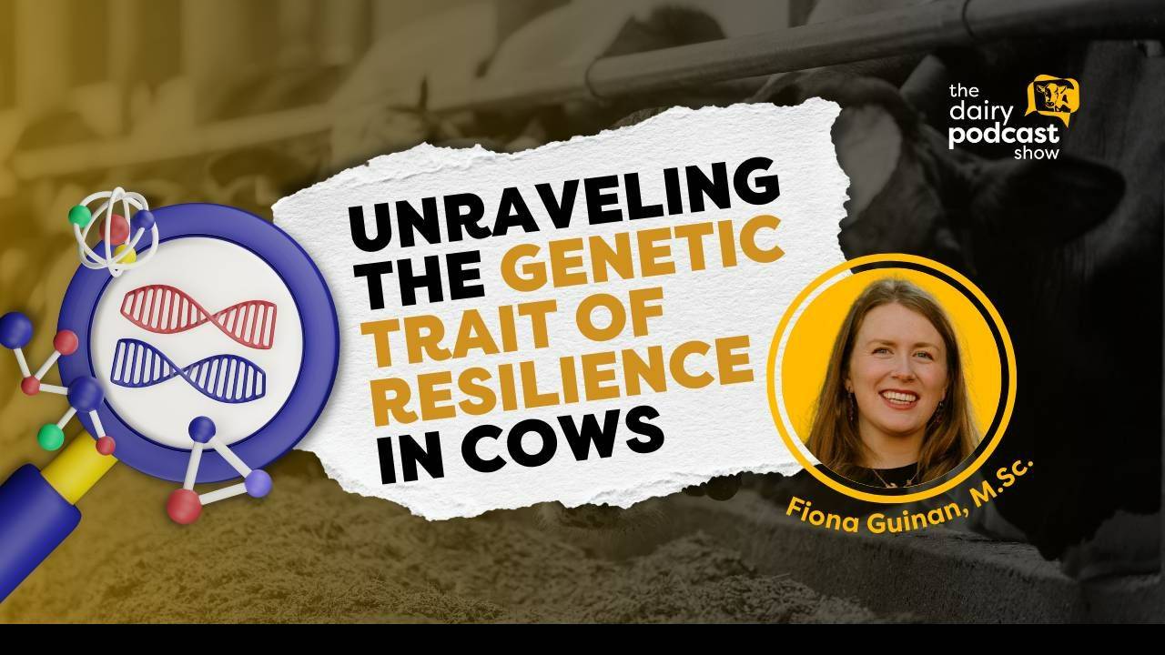 Unraveling the Genetic Trait of Resilience in Cows
