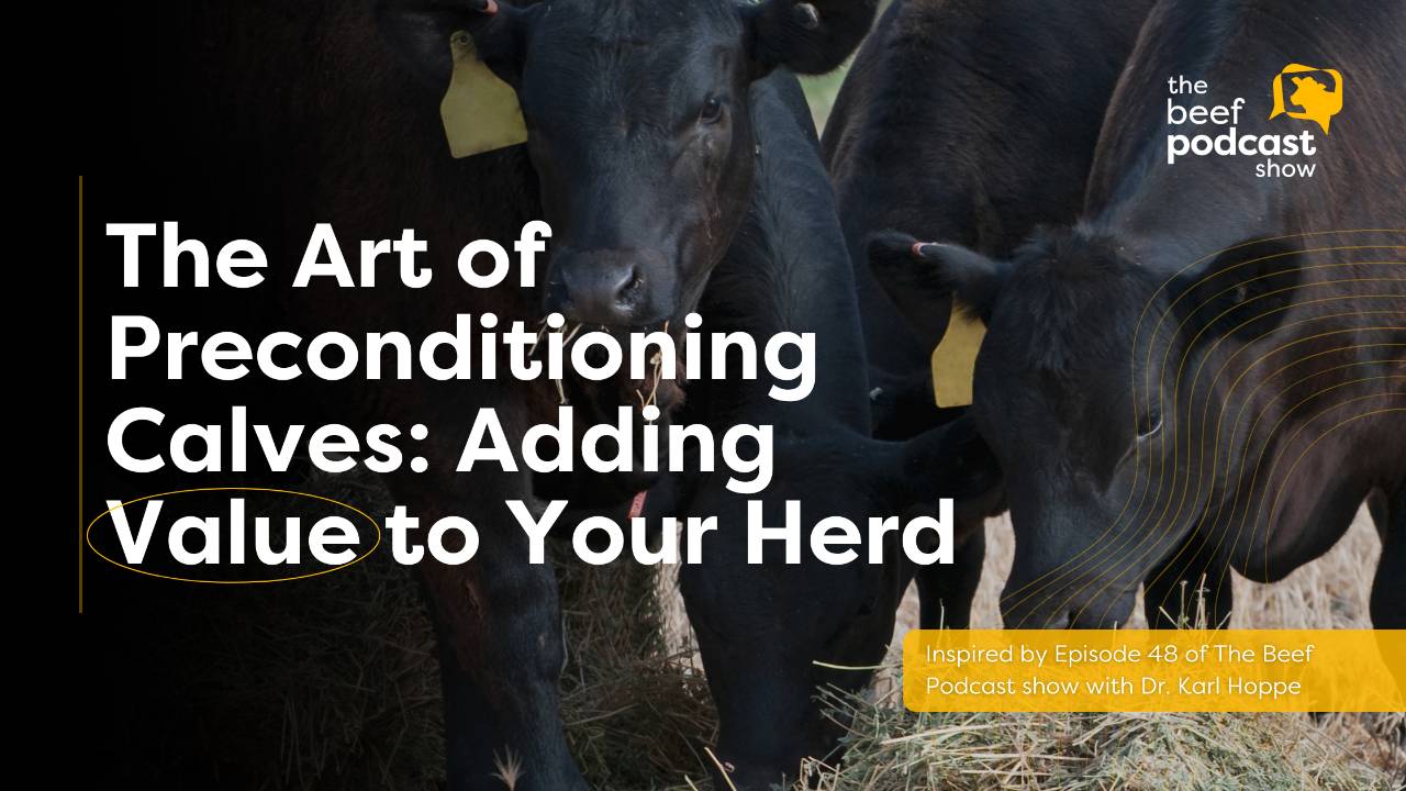 The Art of Preconditioning Calves: Adding Value to Your Herd