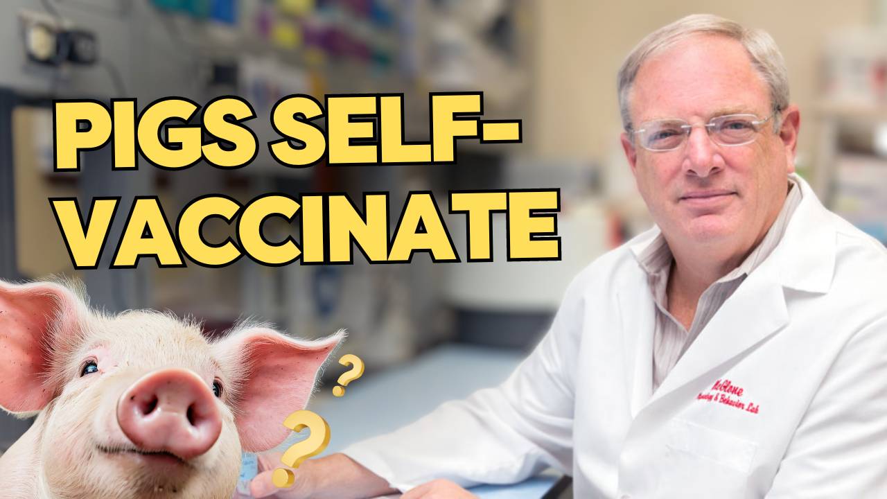 Dr. John McGlone: Rethinking Swine Welfare | Ep. 241