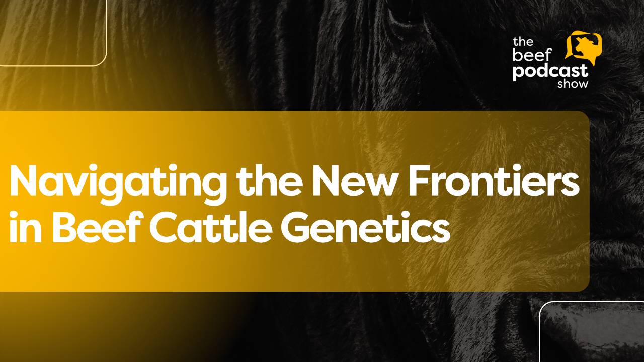 Navigating the New Frontiers in Beef Cattle Genetics