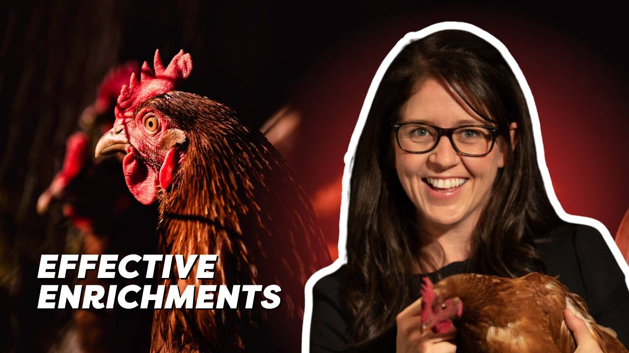 Dr. Peta Taylor: Poultry Welfare Tips | Ep. 137