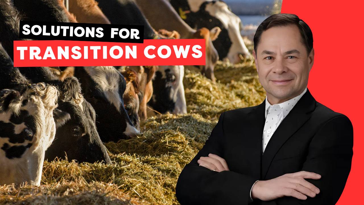 Dr. Miguel Morales: Transition Cows & Calcium Balance | Ep. 126