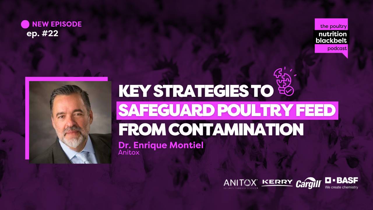 Key strategies to safeguard poultry feed from contamination
