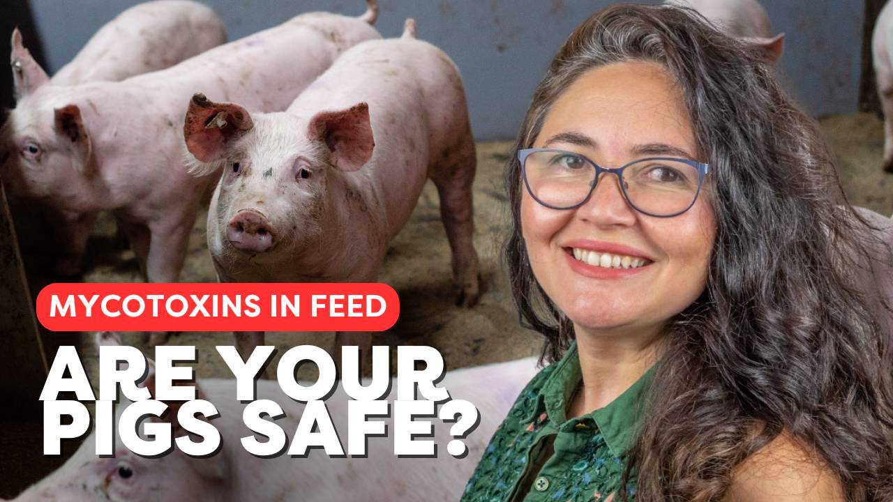 Dr. Regiane Santos: Mycotoxins in Swine Feed | Ep. 170