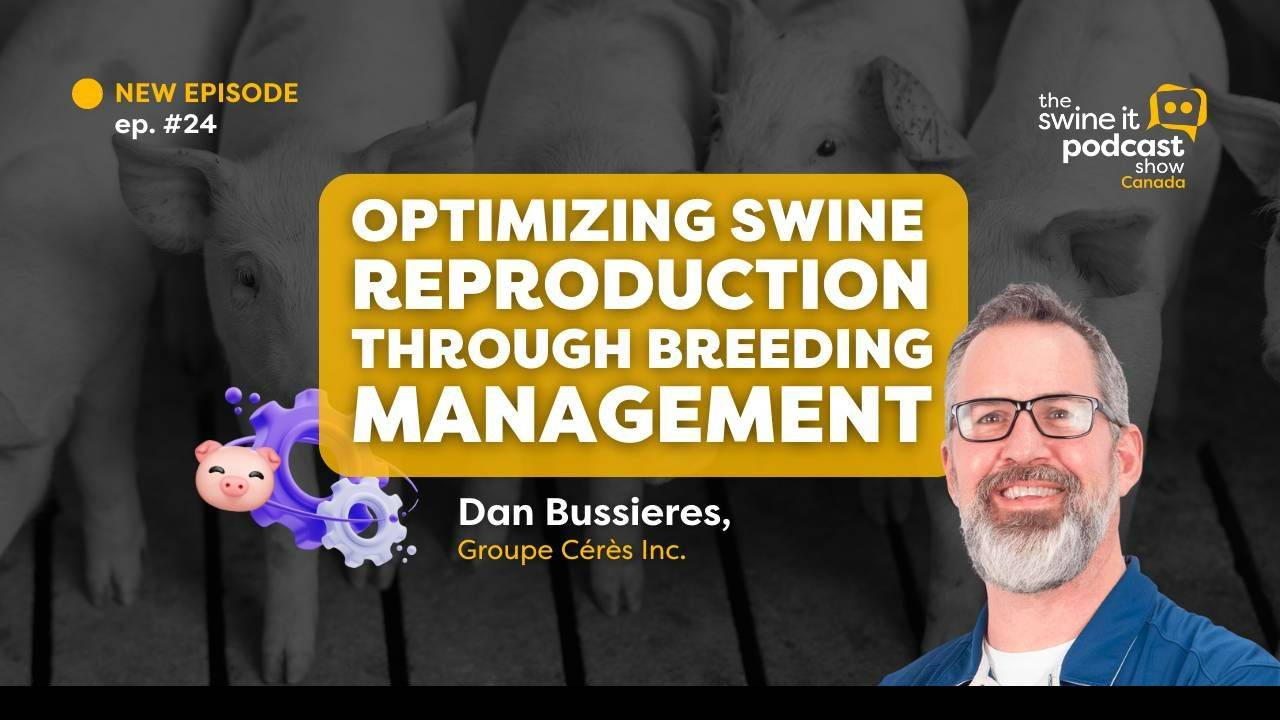 #24 - Optimizing swine reproduction through breeding management