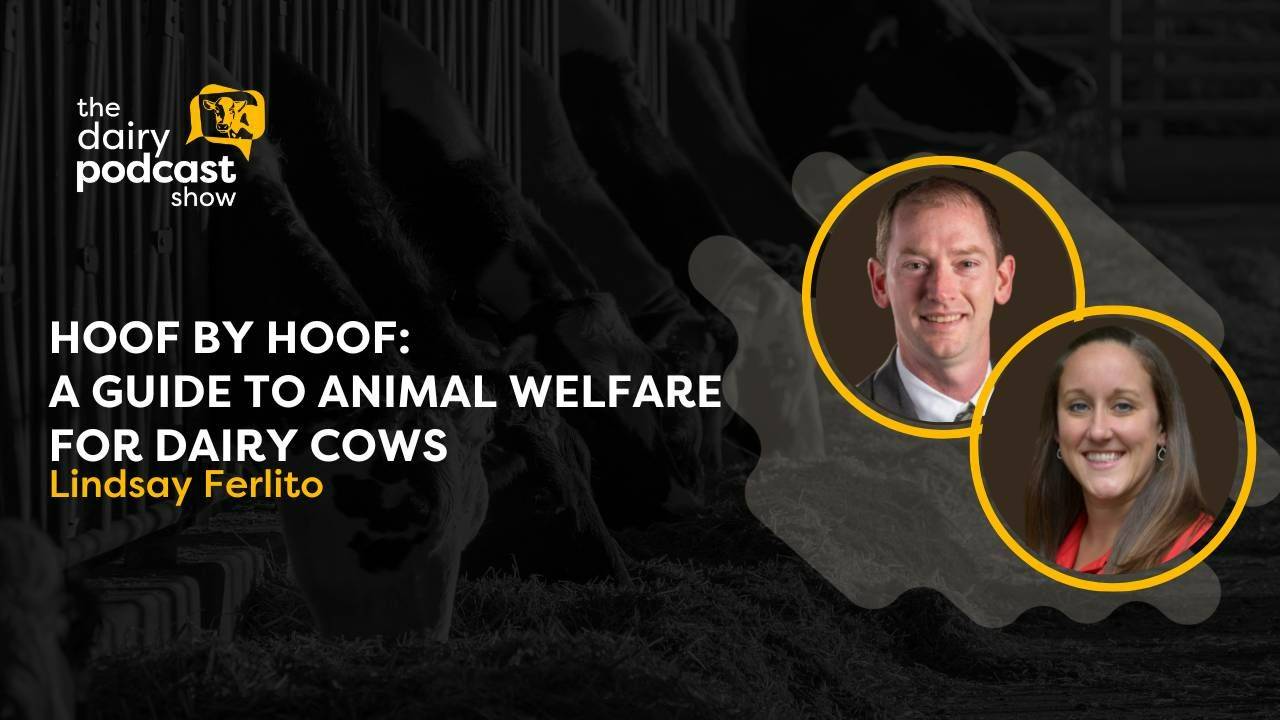 Hoof by hoof: a guide to animal welfare for dairy cows