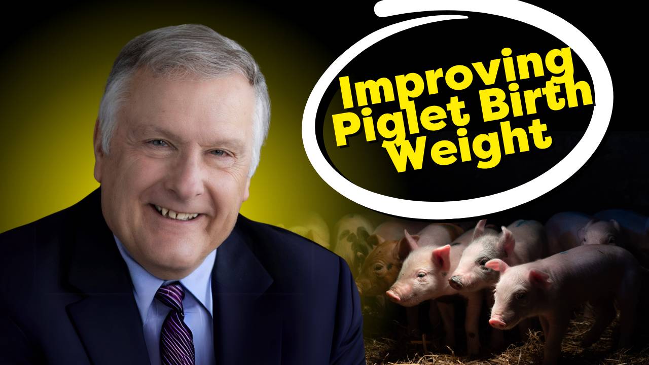 Dr. John Patience: Feeding and Managing Weaned Pigs - Part 1 | Ep. 185