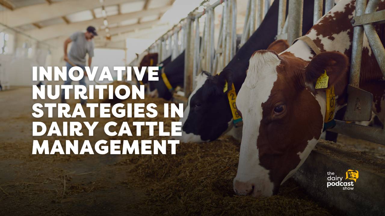 Innovative Nutrition Strategies in Dairy Cattle Management