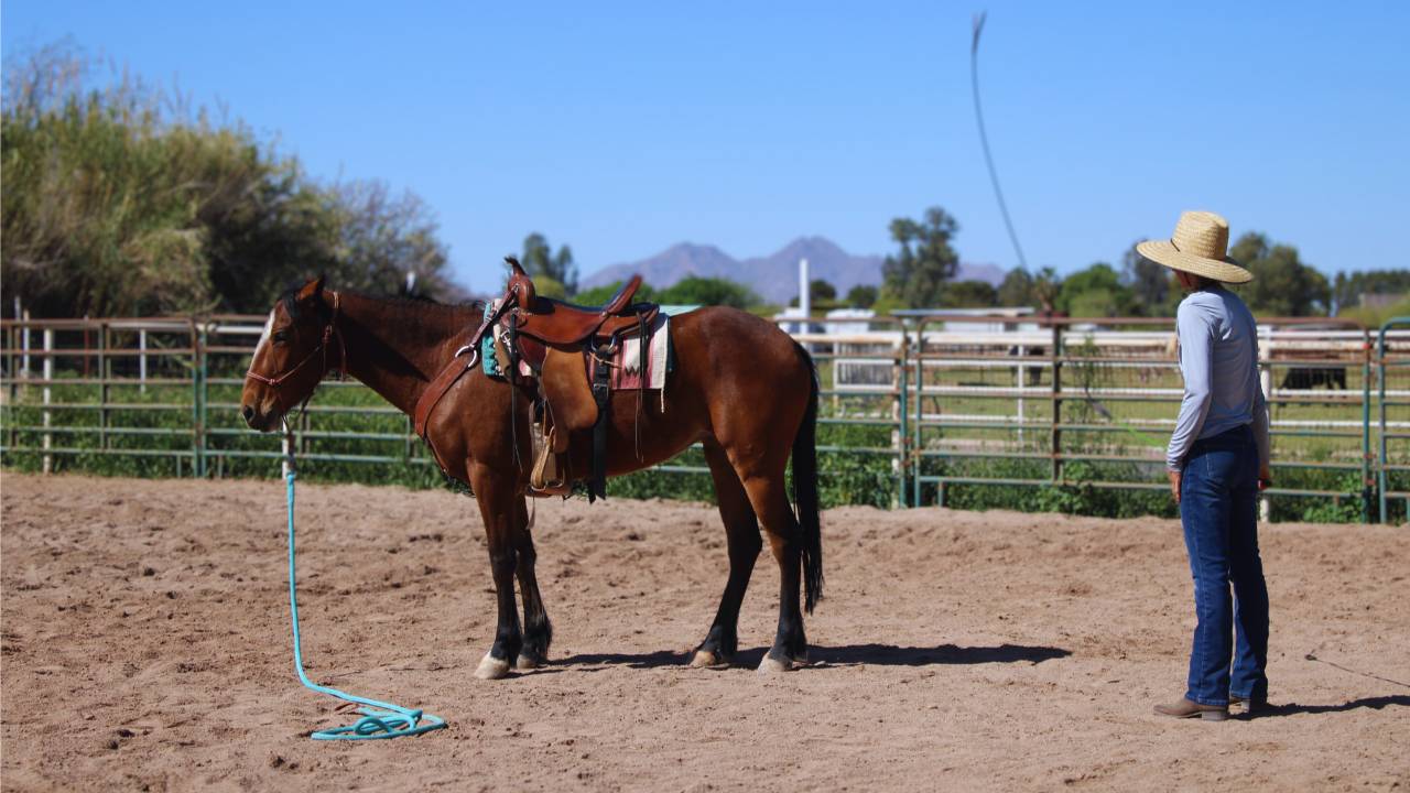 Horse Training Tip: Ground Tying