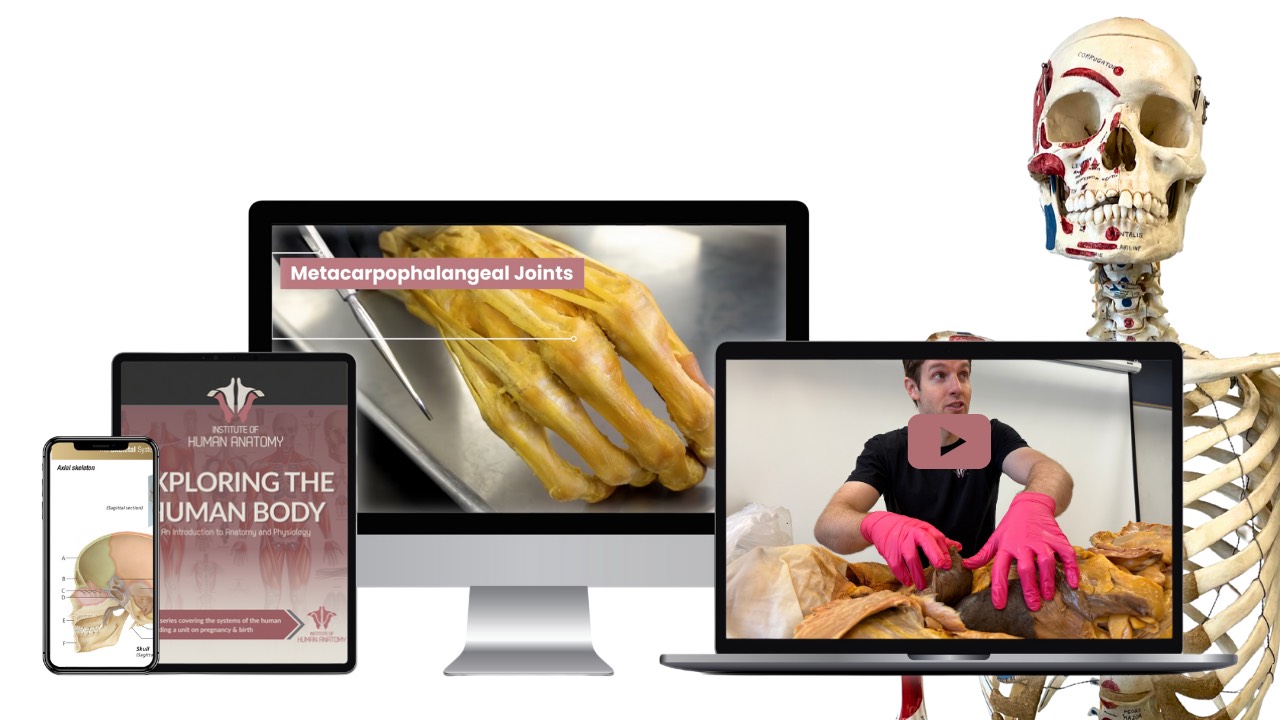 Ultimate Body System Bundle