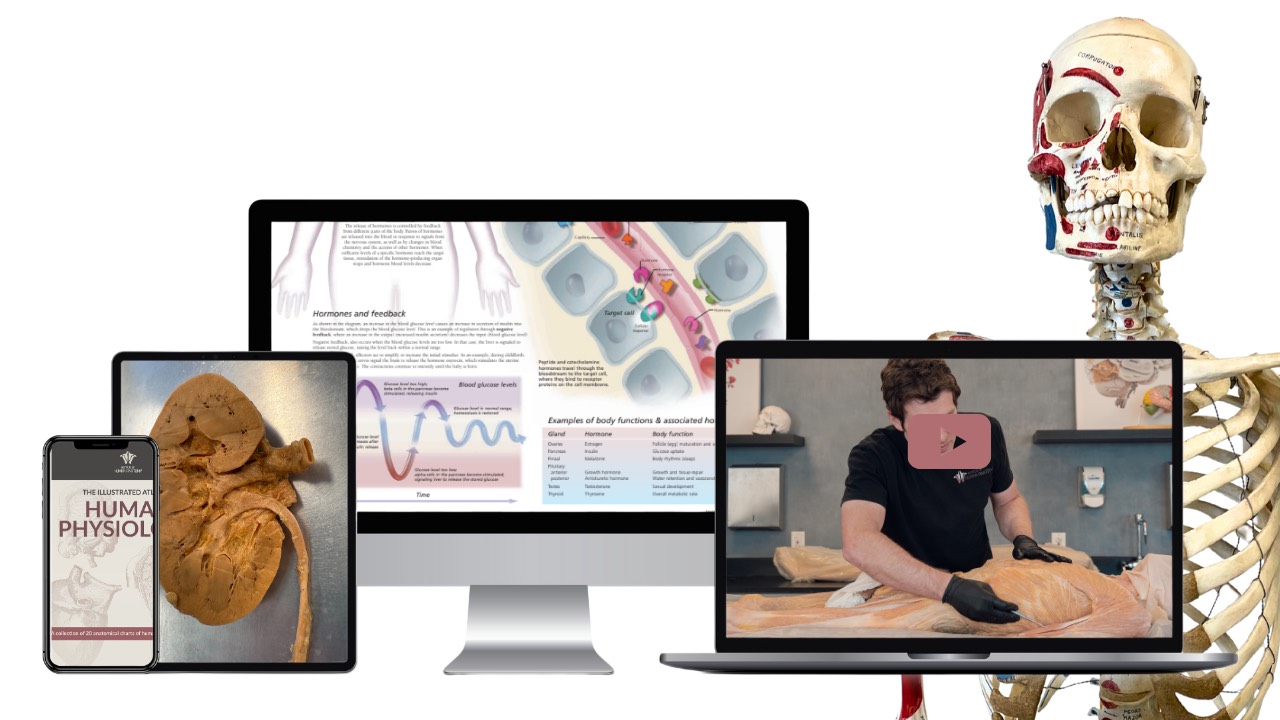 Ultimate Physiology Bundle
