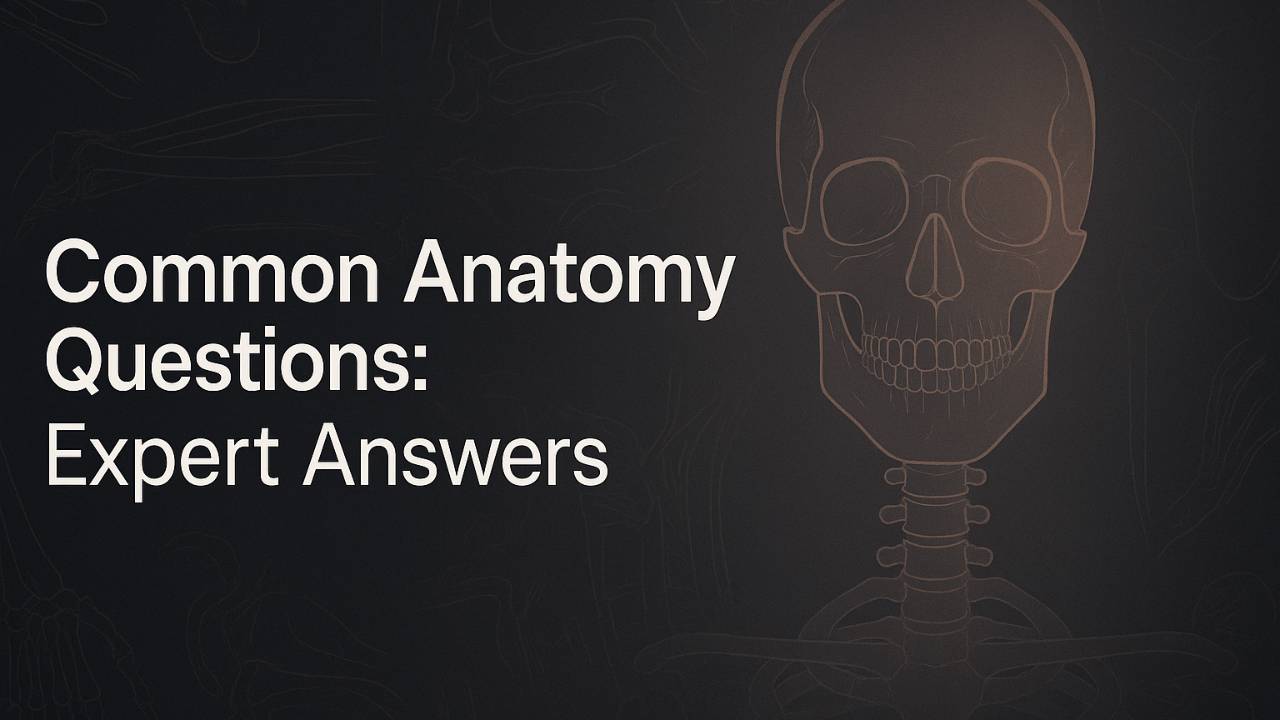 Common Anatomy Questions: Expert Answers Blog