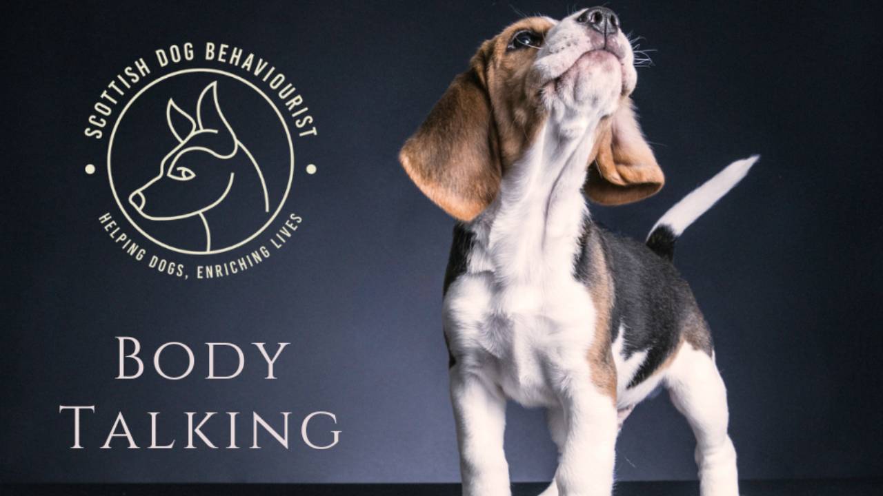 Dog Body Language and Communication