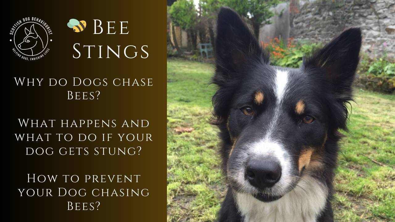 The Dogs and the Bees