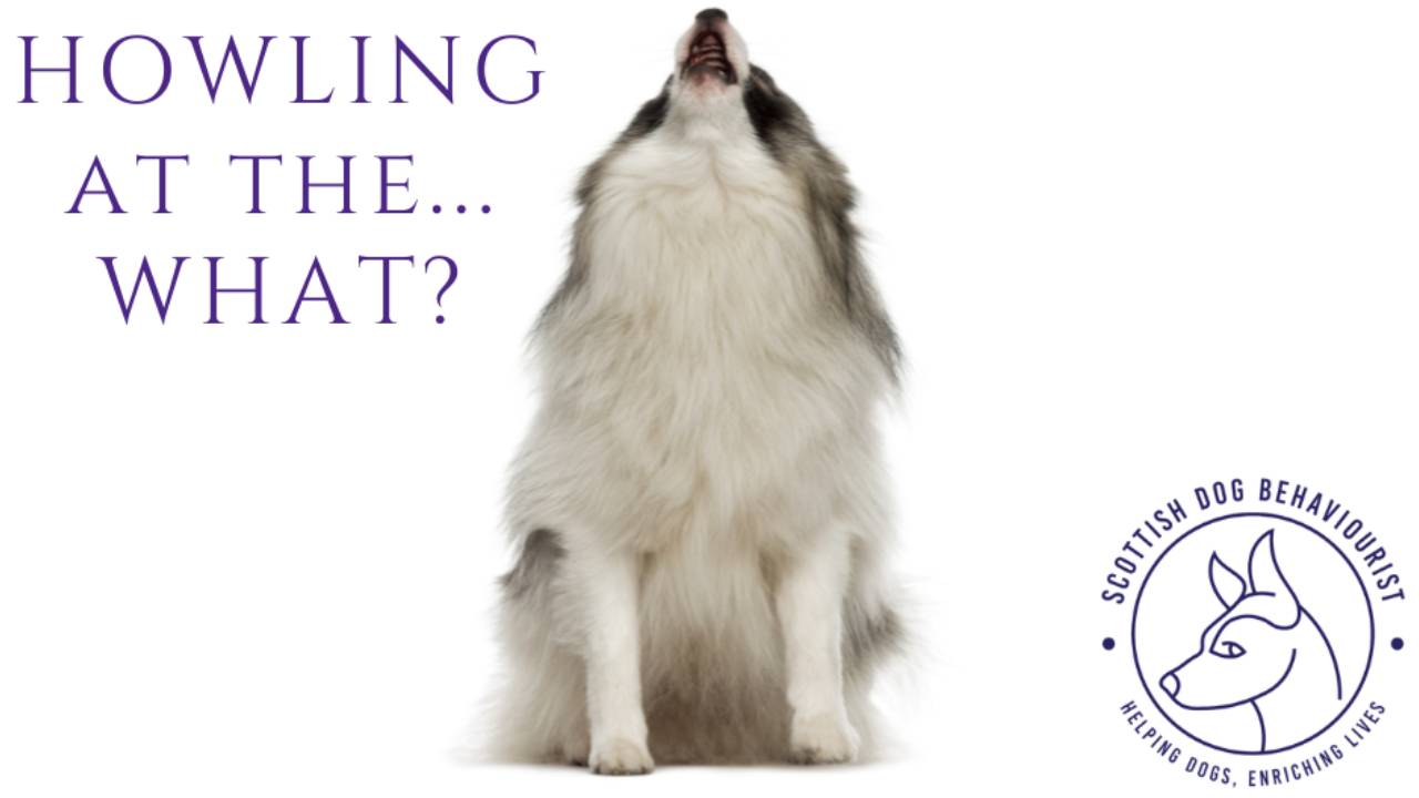 The Call of the Wild: Why Dogs Howl and What It Means