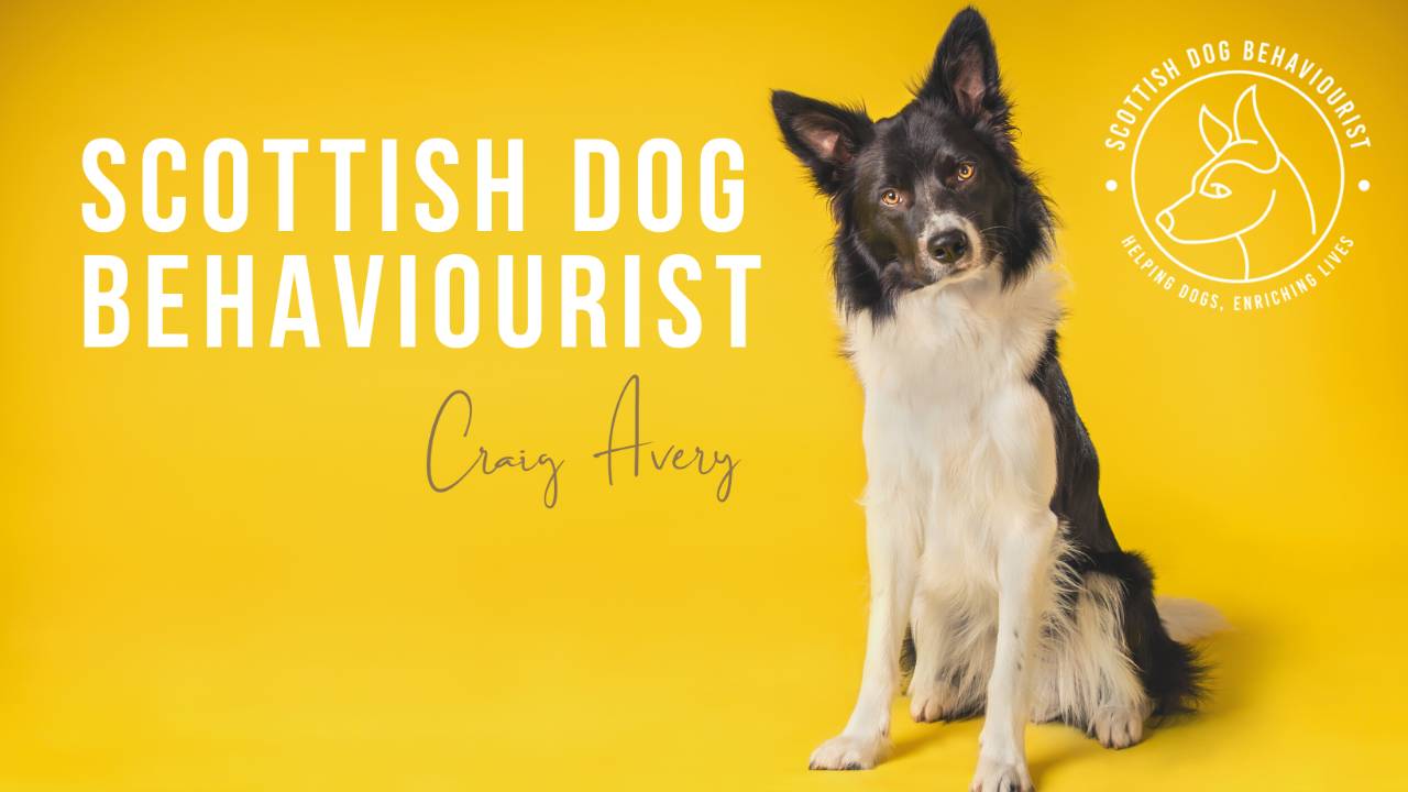 One to One Dog Training, Dog Trainer Near You