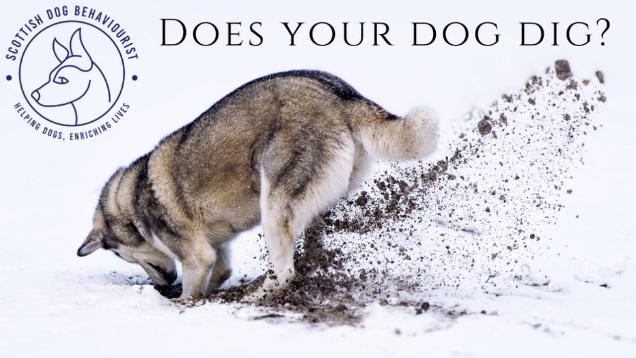 Why Do Dogs Dig?