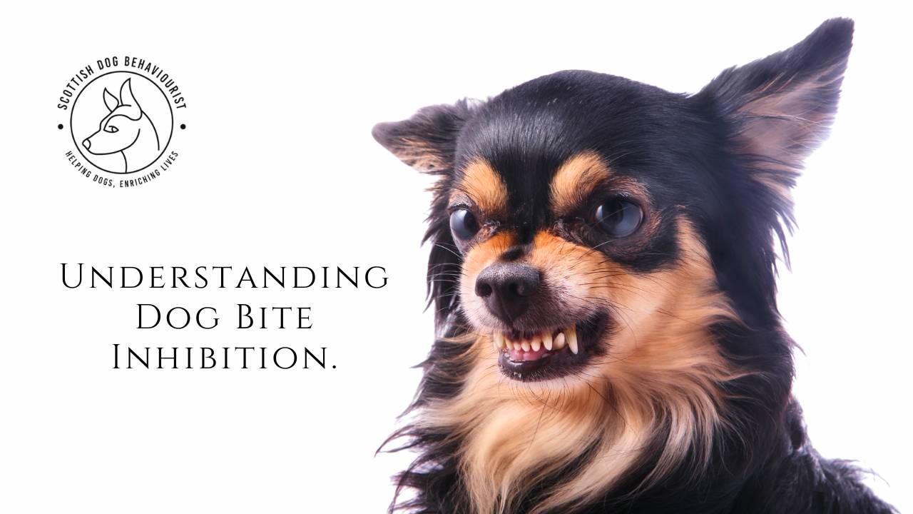What is Dog Bite Inhibition