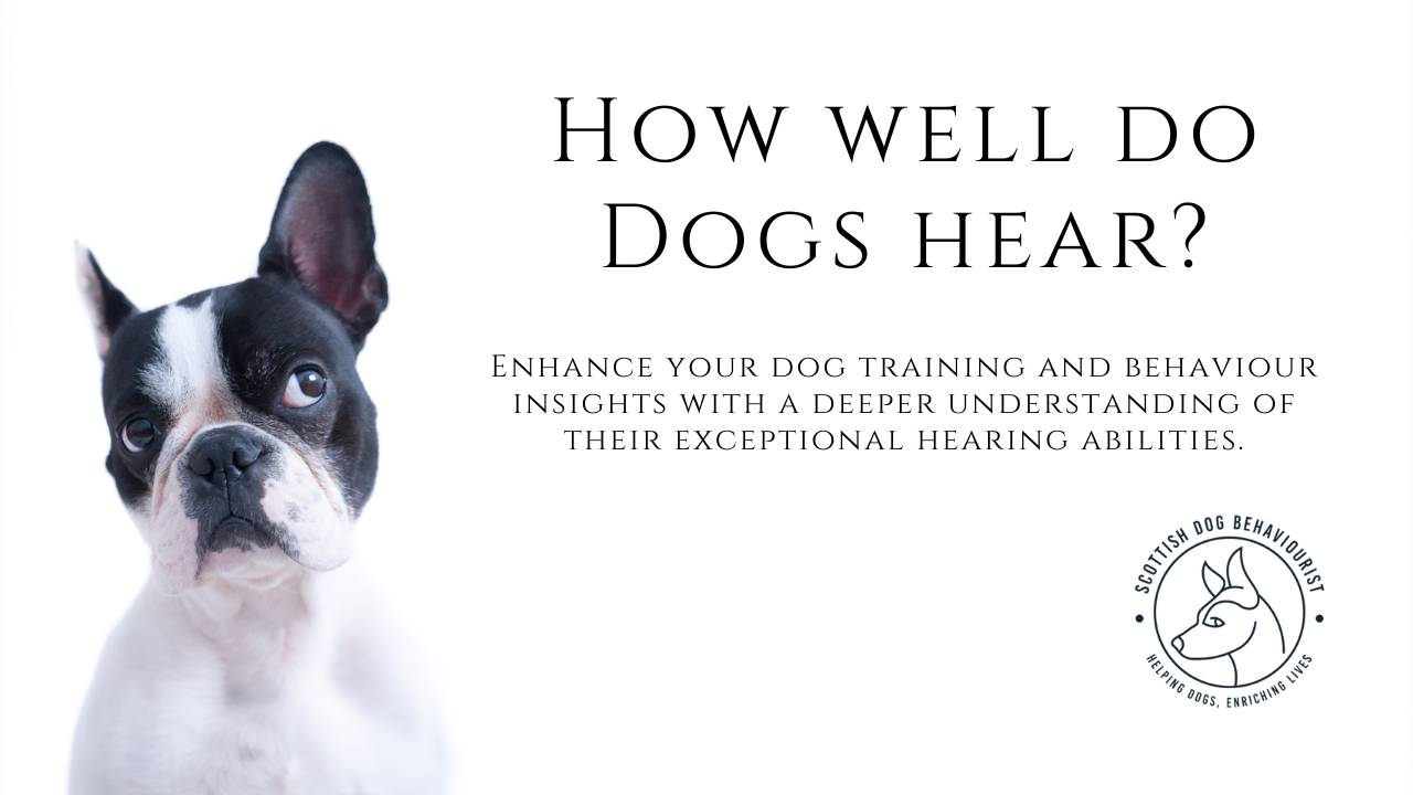How well do Dogs hear?