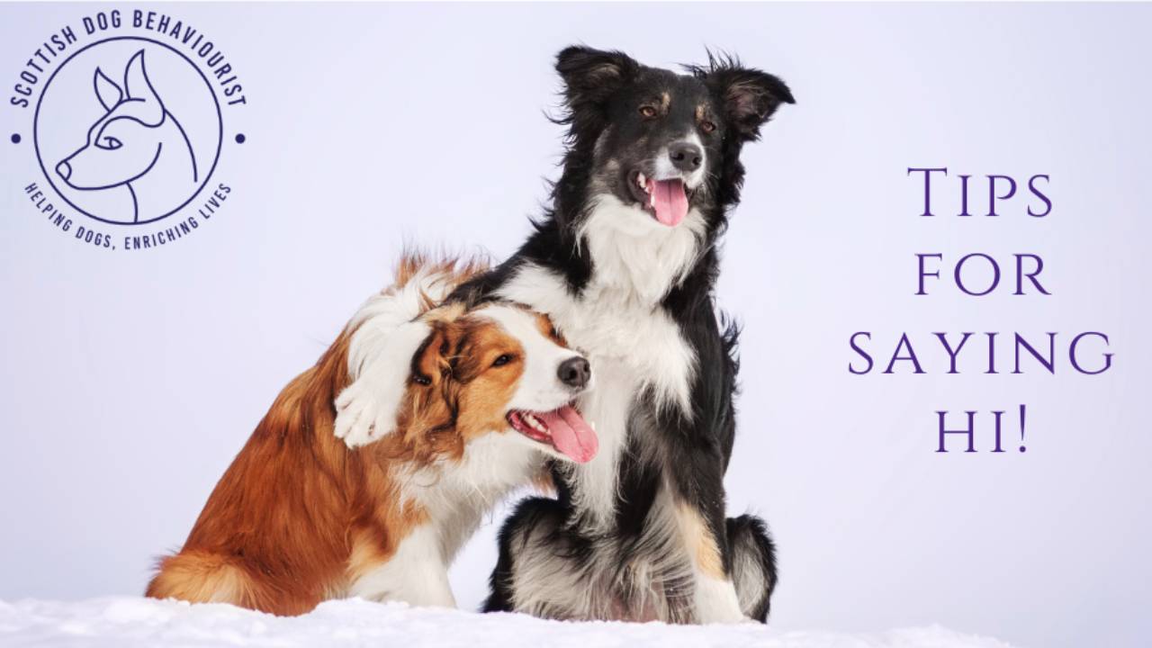 Dog to dog socialisation skills