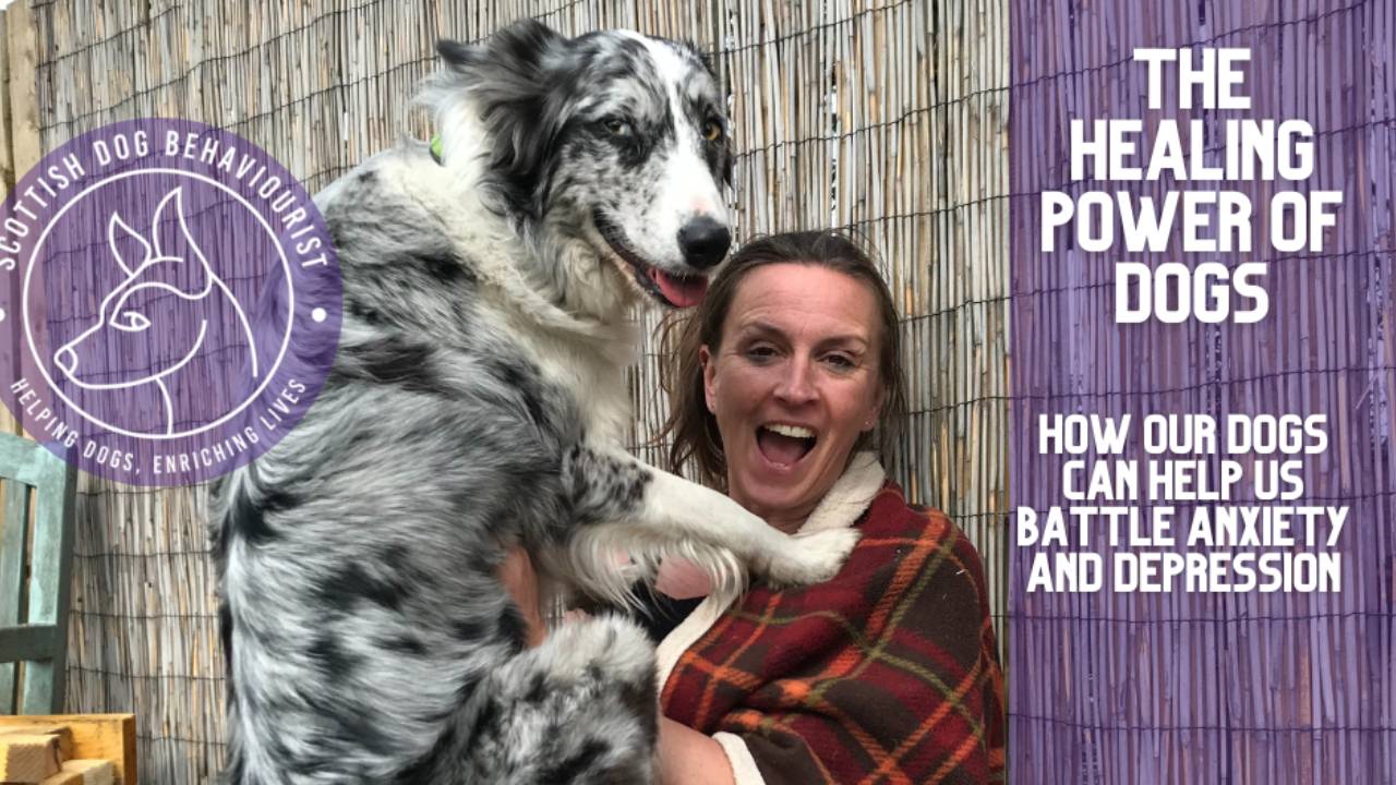 How our dogs can help with Anxiety and Depression