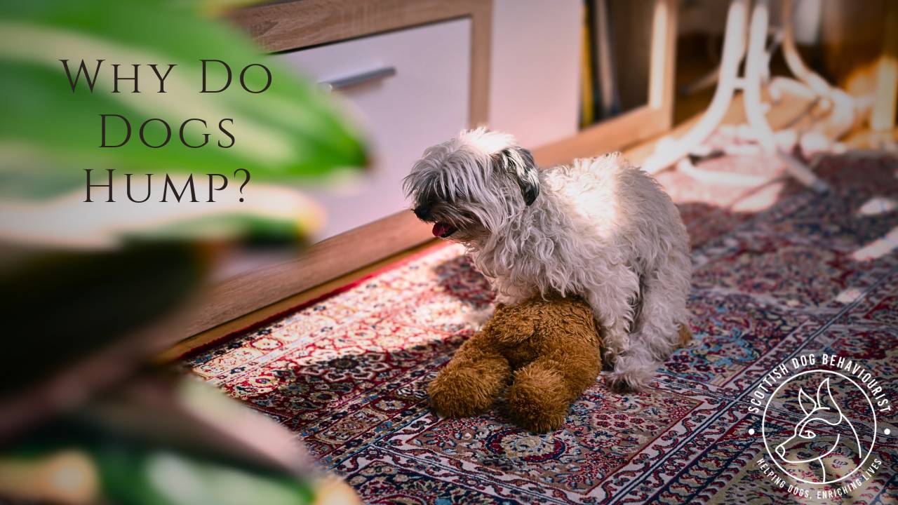 Why Do Dogs Hump?